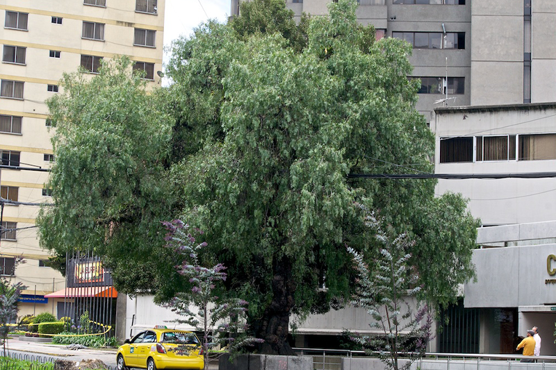 Ecuador celebró el Día del Árbol – Quito Informa