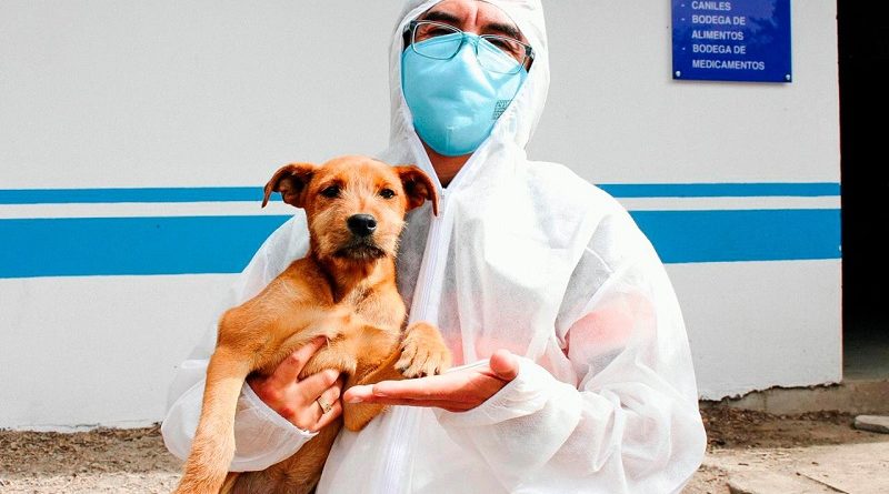 Cuidados básicos para garantizar a tu animal de compañía – Quito Informa