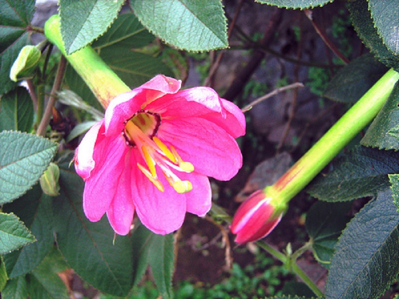 Flor De Taxo – Quito Informa