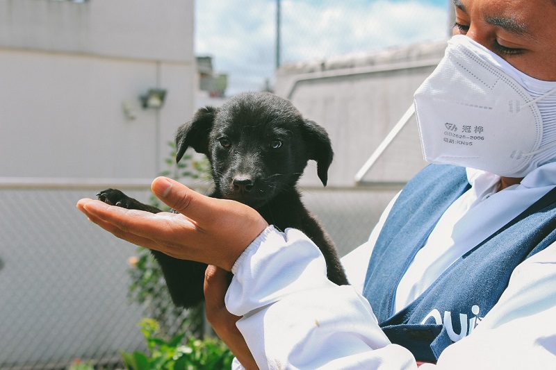 Recomendaciones para recibir a tu animal de compañía en el hogar ...
