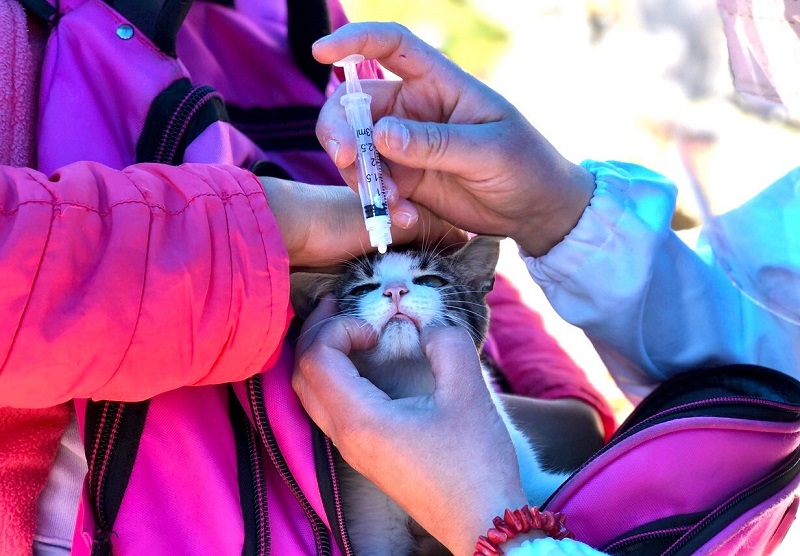 Importancia para desparasitar a nuestro animal de compañía – Quito Informa