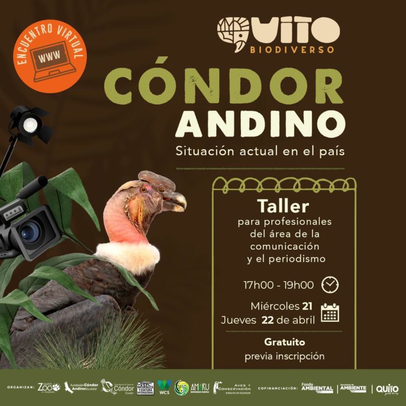 Se desarrollará taller sobre el cóndor andino y su situación actual ...