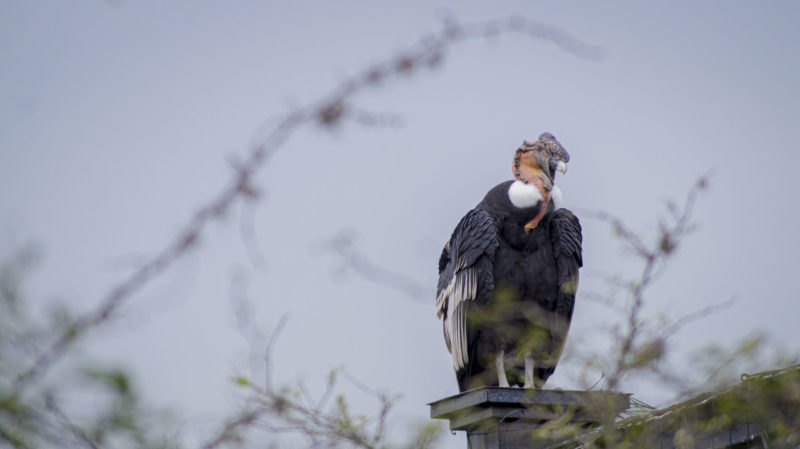 Desde hace 25 años se conmemora el Día Nacional del Cóndor Andino en ...