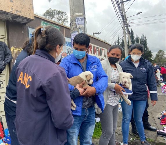 Operativo venta de animales AMC – Quito Informa