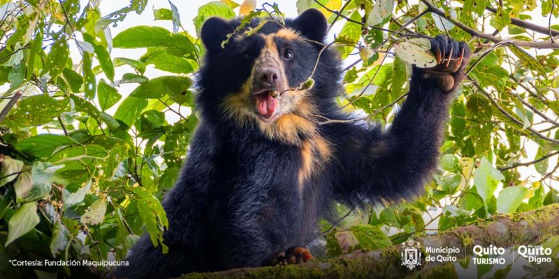 Quito biodiverso (2) – Quito Informa