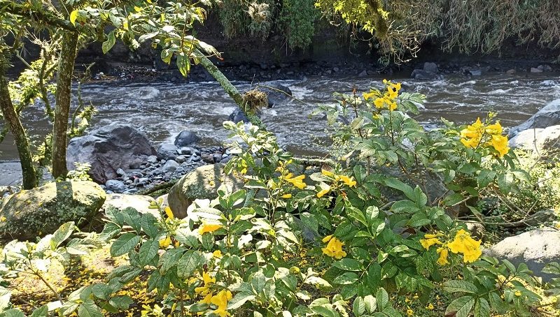 Disfruta del florecimiento de cholanes en la ruta ecológica El ...