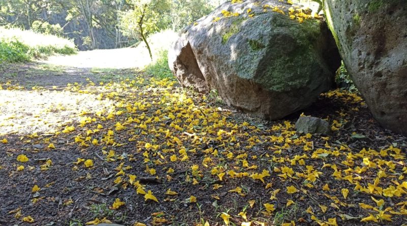 Disfruta del florecimiento de cholanes en la ruta ecológica El ...
