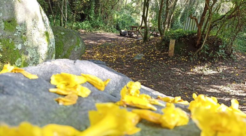 Disfruta del florecimiento de cholanes en la ruta ecológica El ...