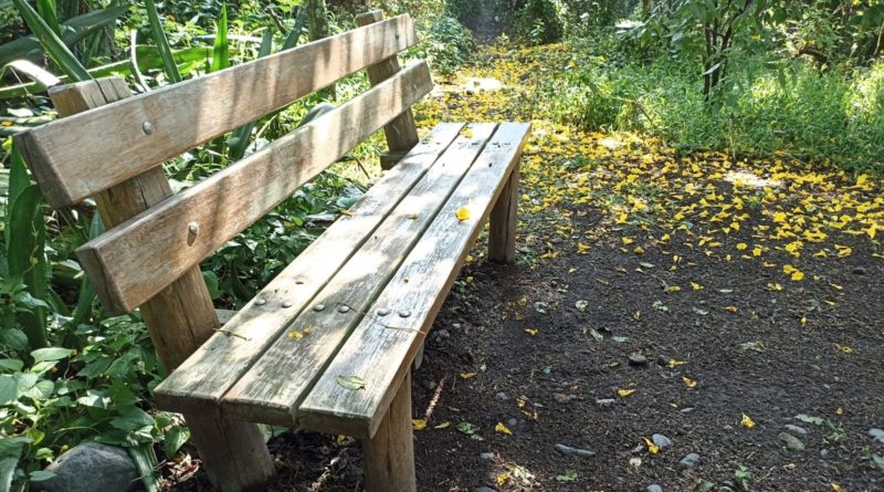 Disfruta del florecimiento de cholanes en la ruta ecológica El ...
