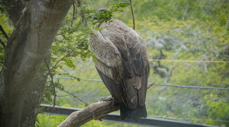 Quito alberga a la mayoría de dormideros de cóndores andinos – Quito ...